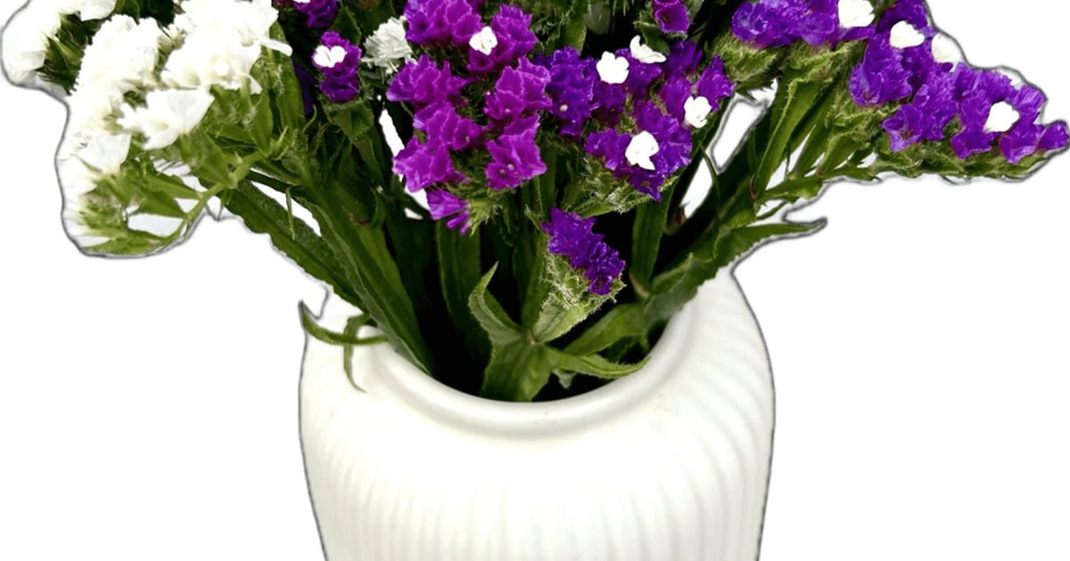 Vitenplant BIO Kytice Statice "Forever Blue"