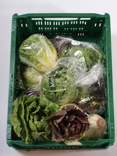 Salát Little gem mix zelený + červený, sáček (2 x cca 200 g)